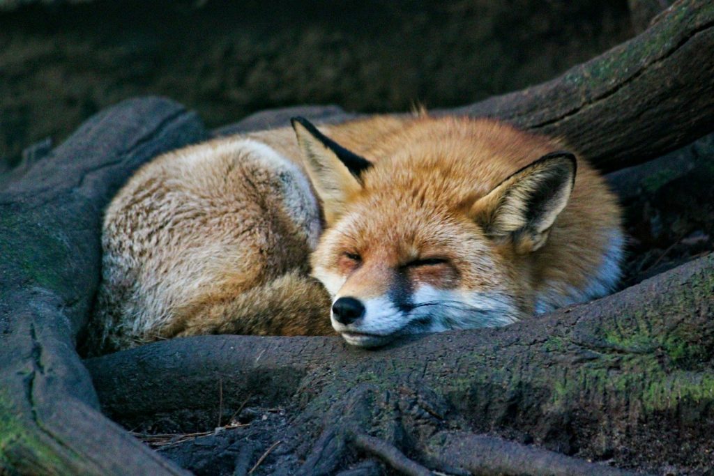 What to do if you meet a fox in the wild
