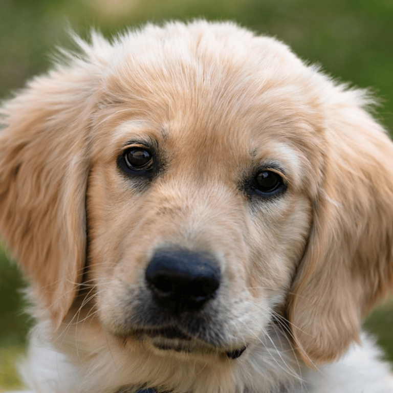 The emotional story of Bailey: A dog whose love transcended lifetimes ...