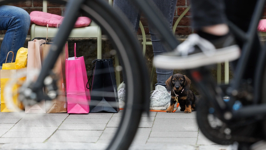 Viral puppy videos highlight science-backed benefits of play