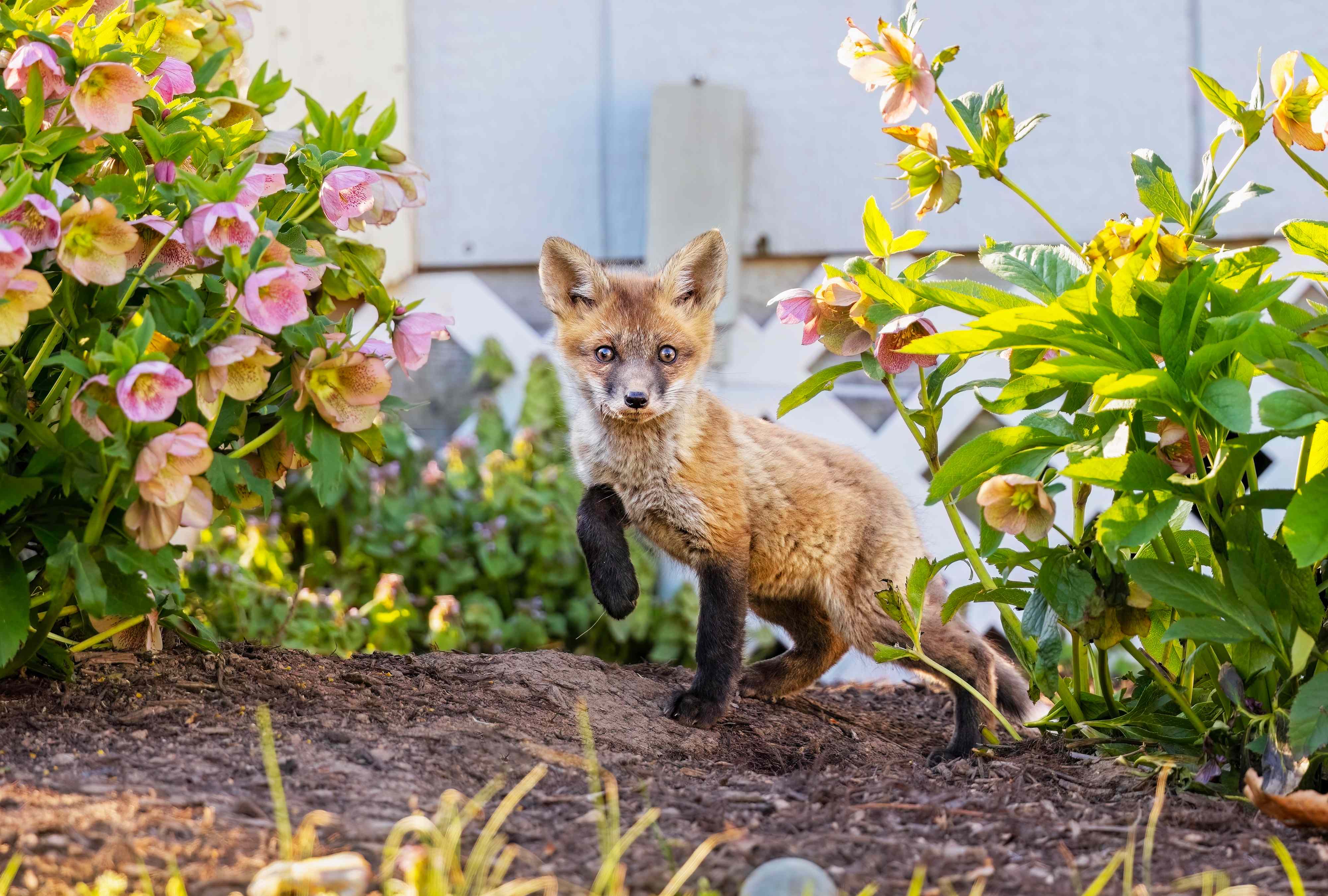 What to do if you find a baby fox in your garden, according to a ...
