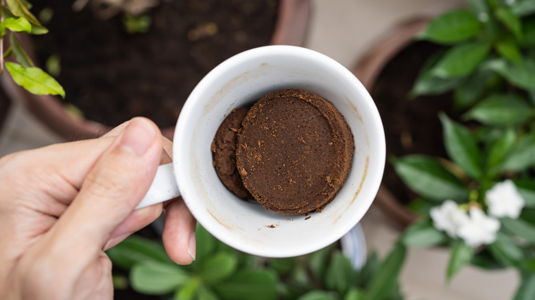 12 flowers in your garden that will thrive when you add coffee grounds