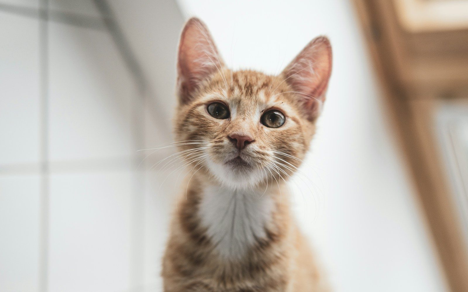 Secrets to keeping your new kitten completely happy