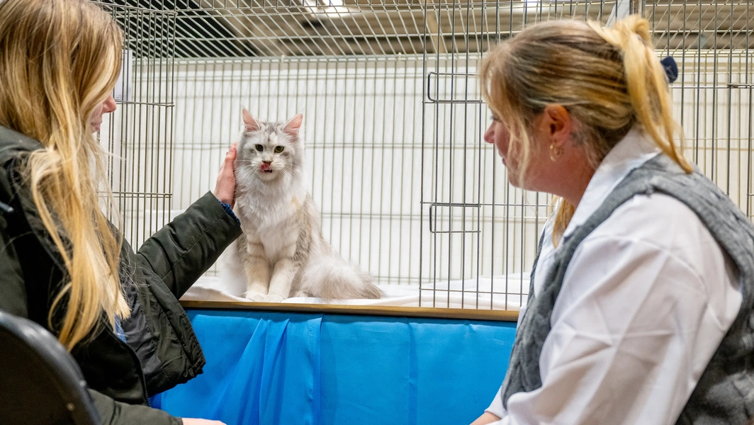 How cats learn and respond to human words