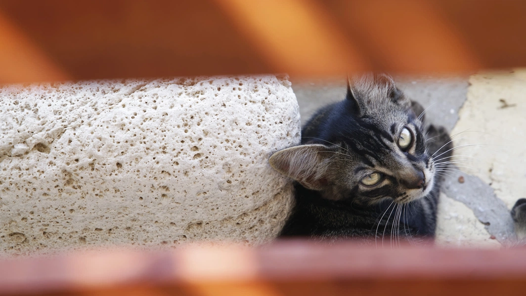 Volunteering with cats on the Greek island of Syros