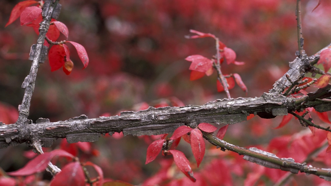 13 beautiful shrubs with hidden drawbacks