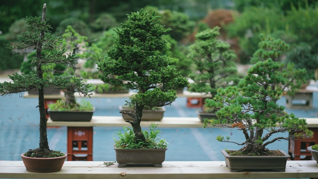 9 shrubs perfect for stunning bonsai displays