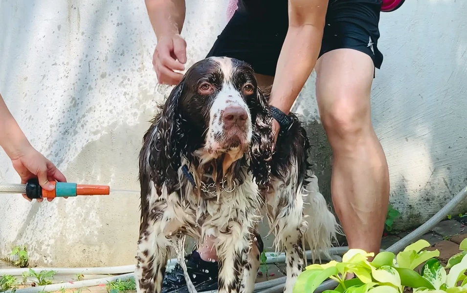 Keeping your dog healthy and safe year-round