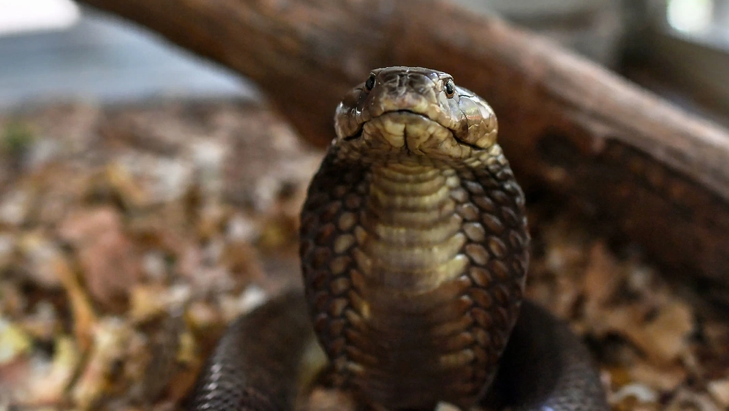 11 animals with unusual and aggressive survival tactics