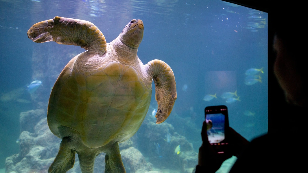4 fascinating aquarium pets beyond fish