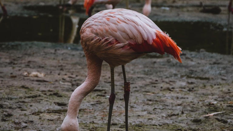Flamingos are born gray and turn pink from pigments in the food they eat