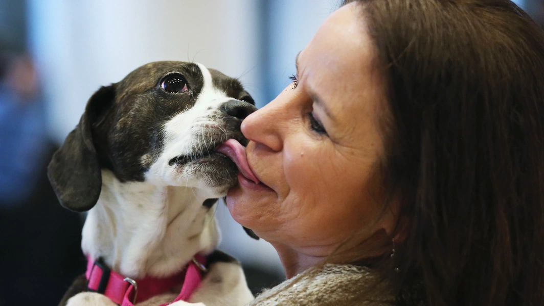 Understanding why dogs lick people