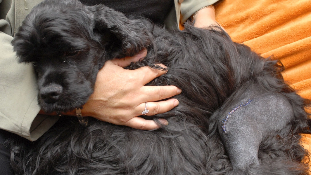 14 common human behaviors that stress dogs