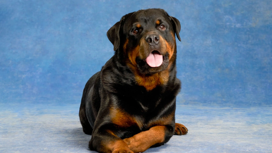 8 powerful dog breeds with strong protective instincts