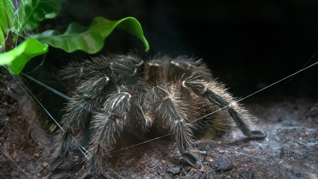 7 harmless animals with striking appearances