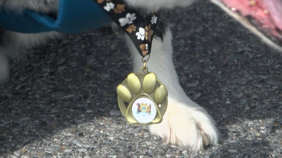 WCSO’s first Bark & Blue 5K and Dog Jog in the books