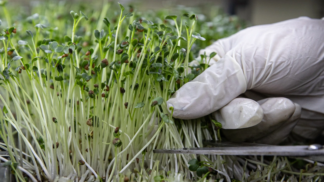16 profitable and fast-growing crops