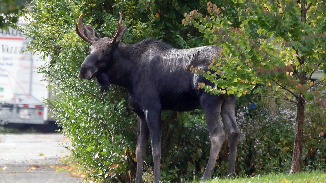 7 unforgettable encounters between animals and humans