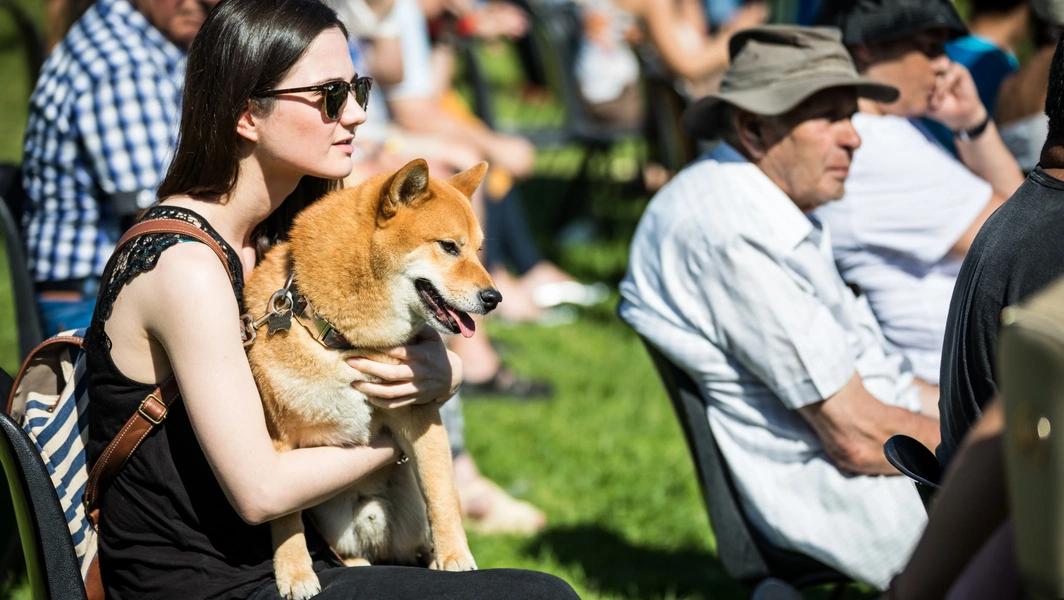 Experts highlight best shy dog breeds for introverted owners