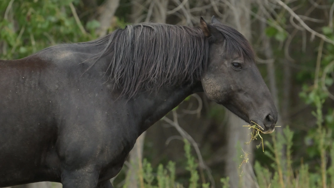 Wild mustangs and domestic horses compared