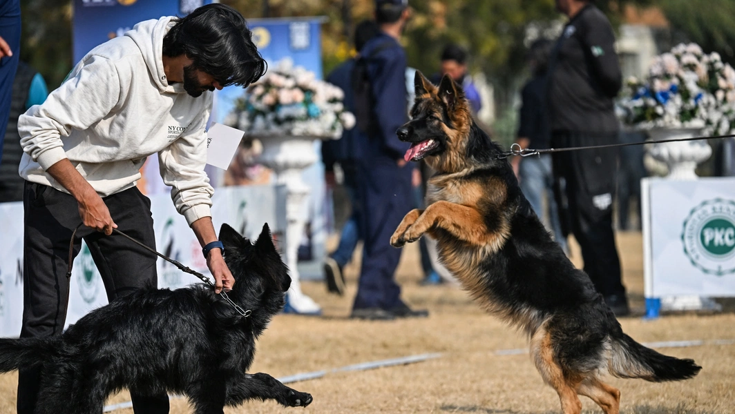 14 top guard dog breeds and their traits