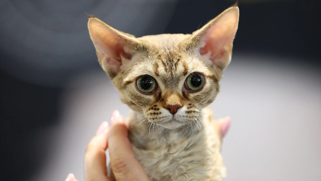 9 petite cat breeds with unique traits
