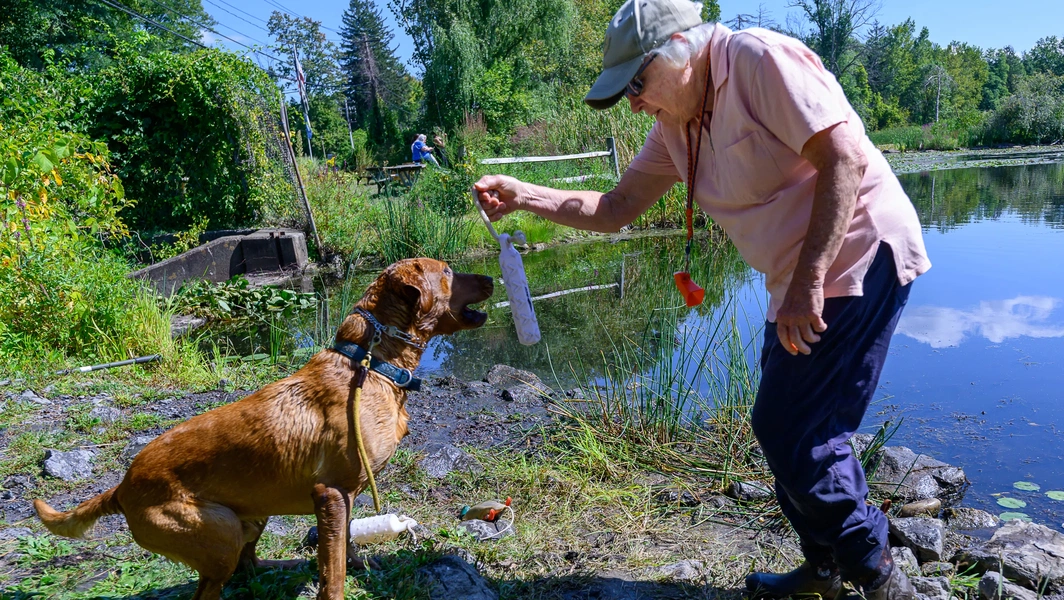 13 dog breeds known for strong human bonds