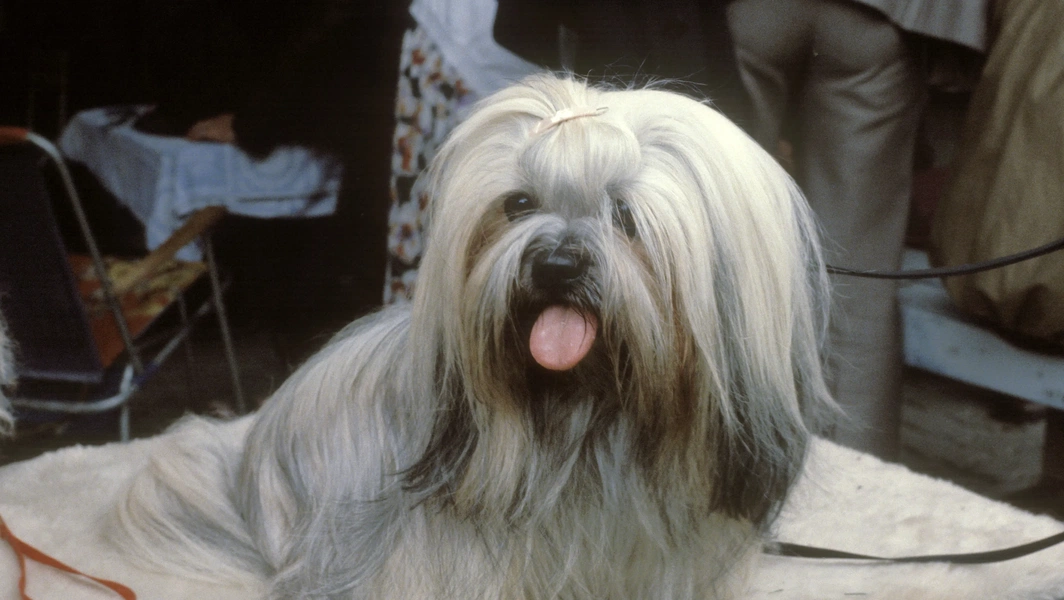 Understanding Shih Tzu body language