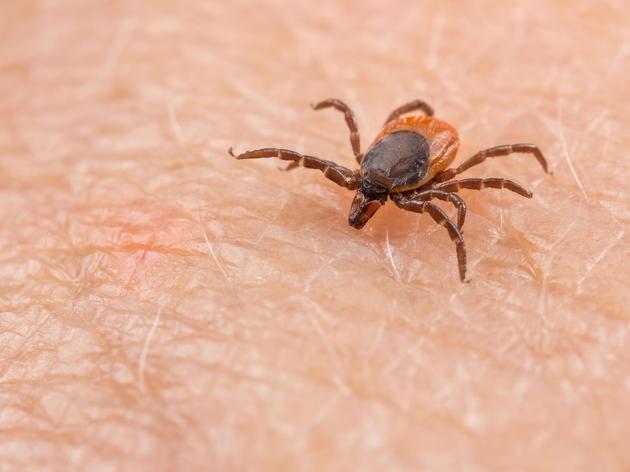 Seltenes Alongshan-Virus verbreitet sich seit Jahren unbemerkt in ...