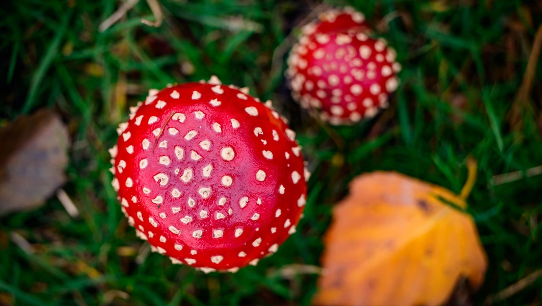9 unusual and fascinating fungi from around the world