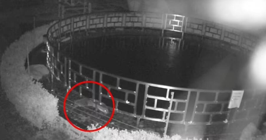 Someone stole over $125,000 in koi from an English hotel — and security ...