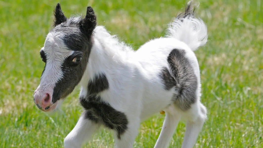 6 small horse breeds with distinctive features