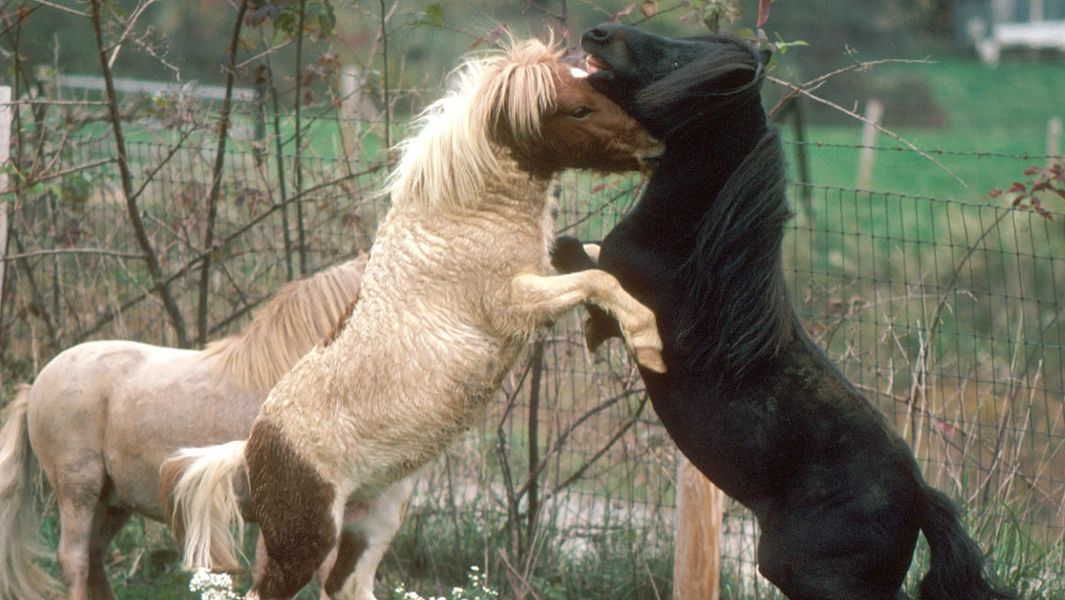 6 small horse breeds with distinctive features