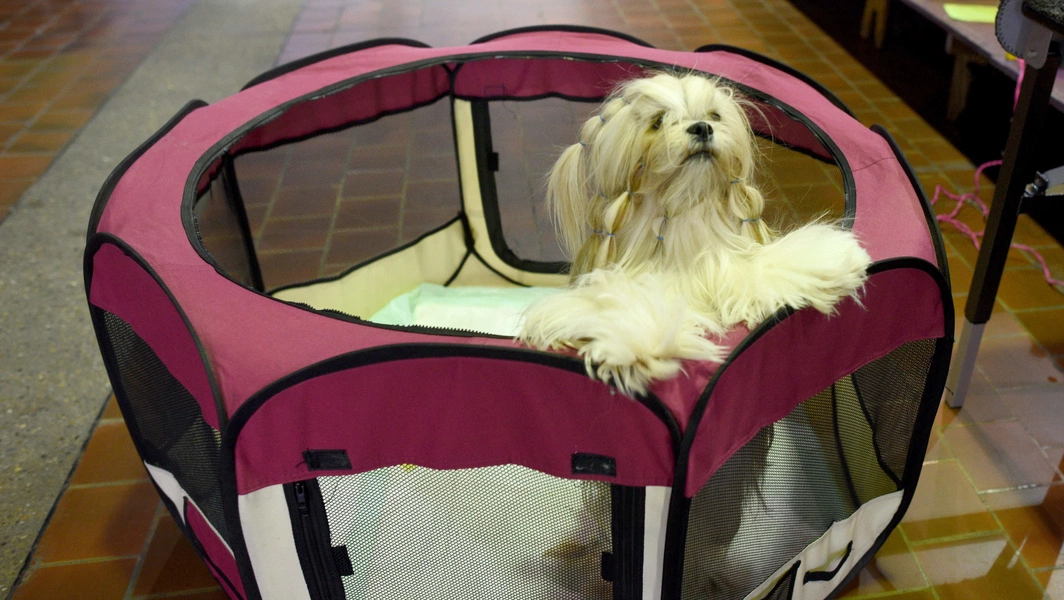 11 independent dog breeds comfortable alone