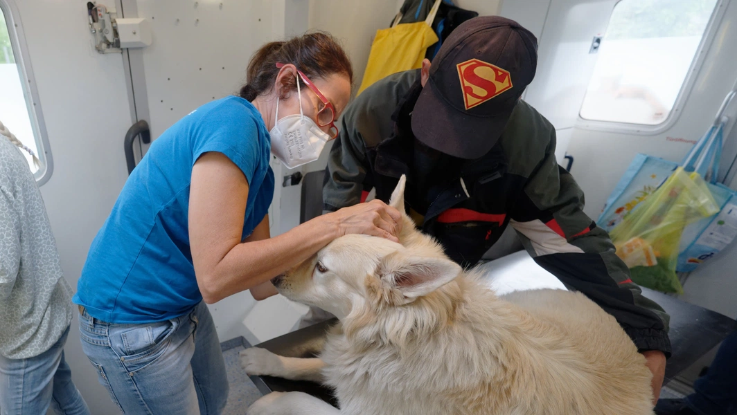 7 signs a dog may be nearing the end of life