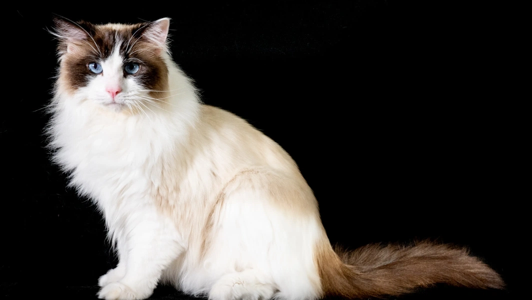 5 popular cat breeds and their unique traits