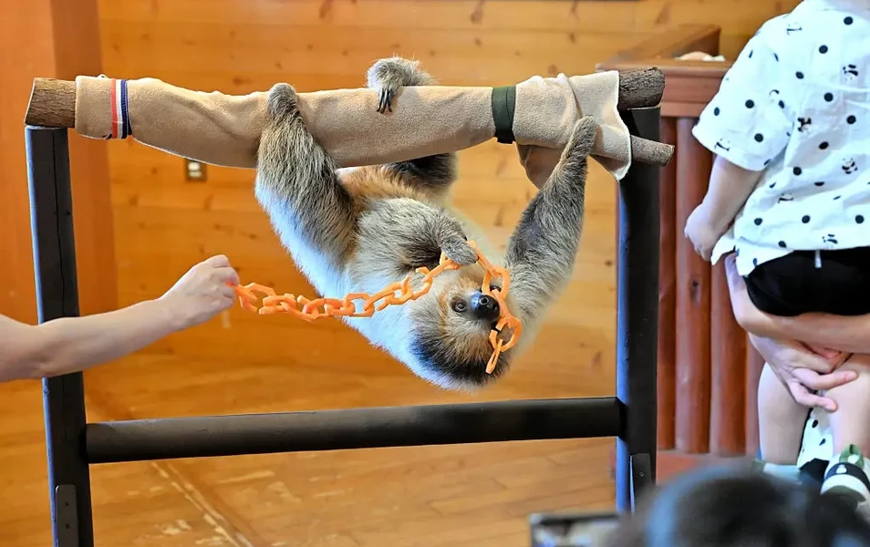Sloth genome study offers clues for space travel survival