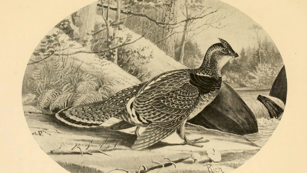22 animal behaviors signaling predator presence