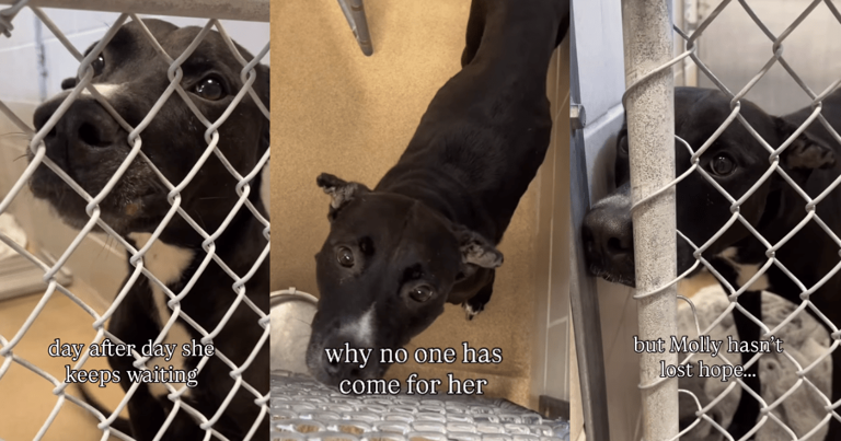 Shelter dog doesn't know why nobody comes for her but hopes a walk will ...