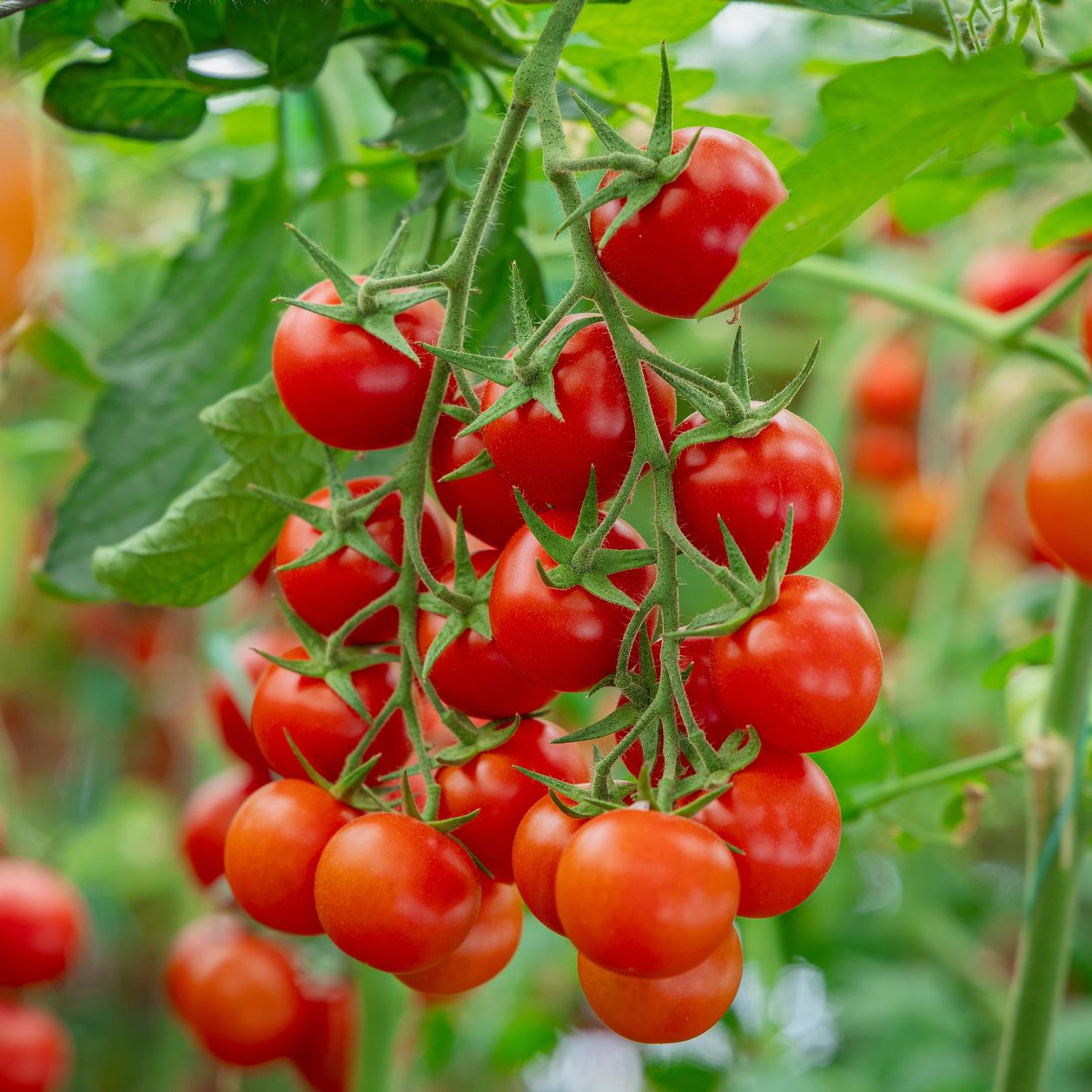 Avec la chaleur, les tomates peuvent arrêter de rougir : la véritable ...