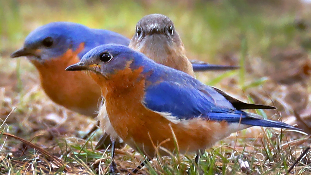 How to create a bluebird-friendly habitat