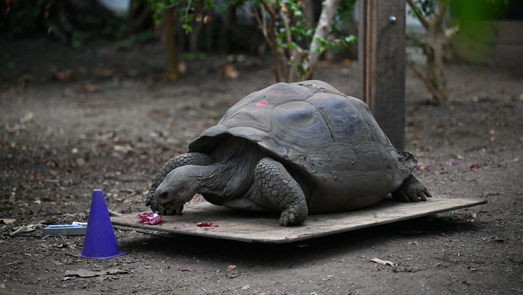 7 charming and unusual turtle and tortoise moments