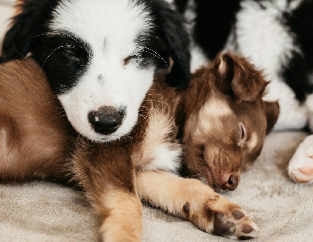 Mother dog wraps herself around her pup in a desperate bid to keep him warm