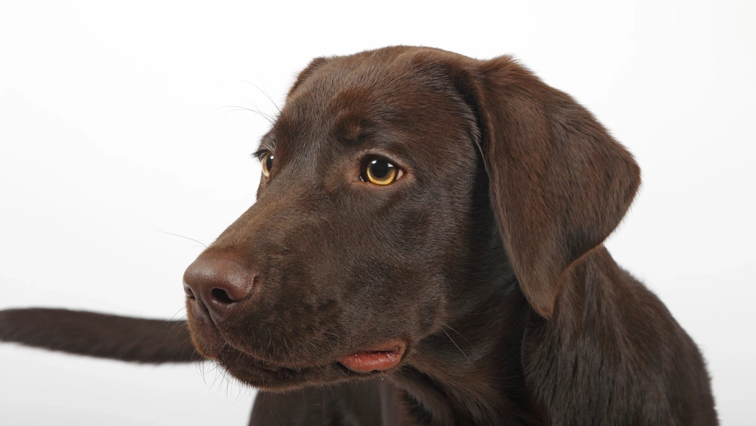 11 loyal dog breeds that form lifelong bonds