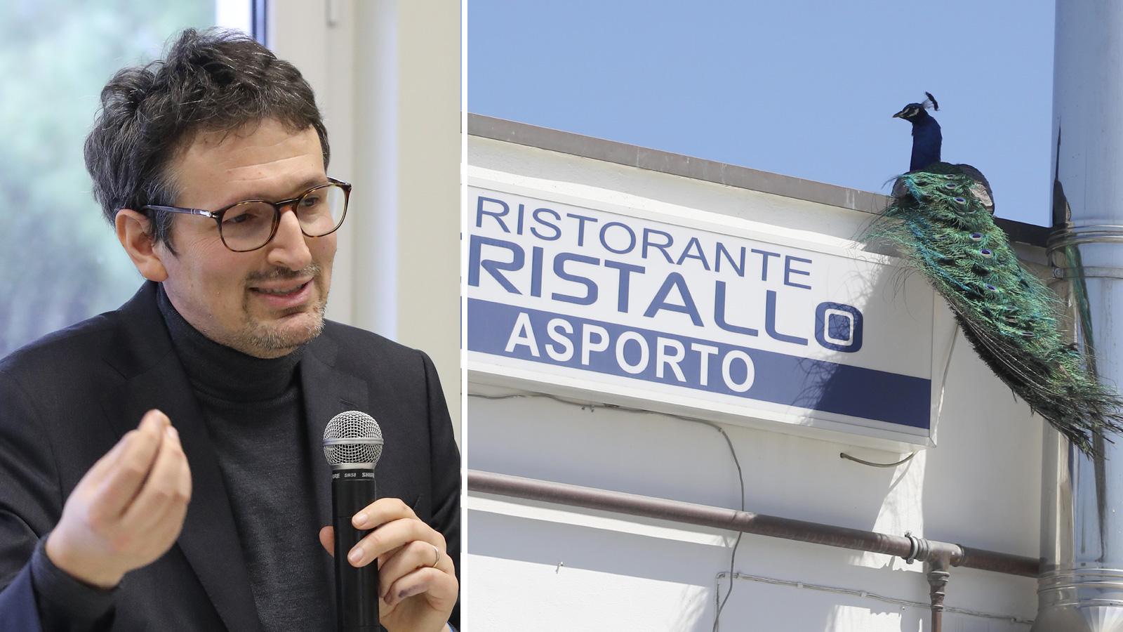 I pavoni di Punta Marina sono 200, il sindaco dopo il censimento: “La ...