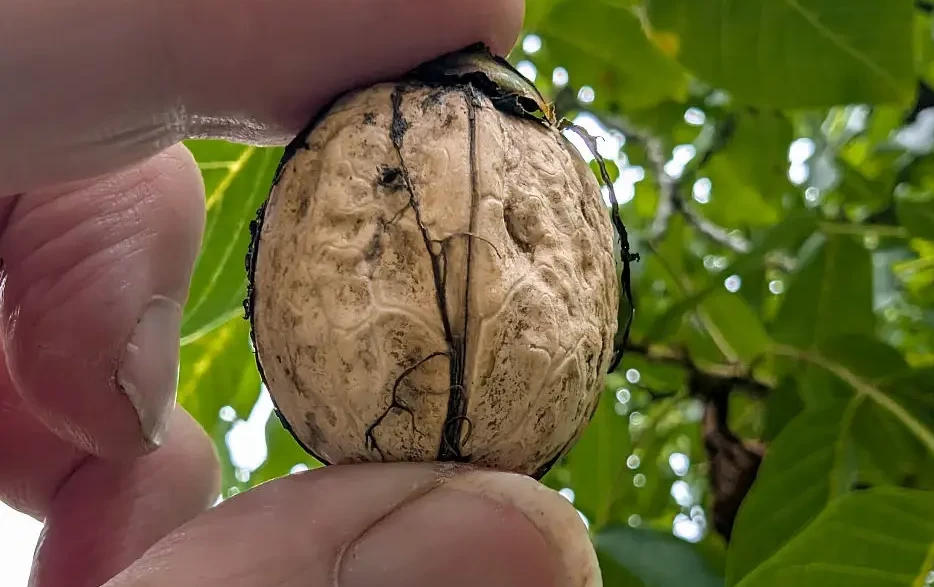 Eating walnuts before bed linked to better sleep quality