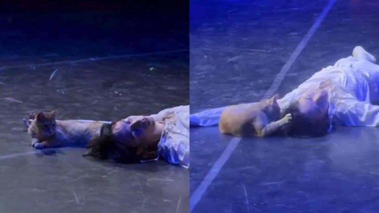 Theatre cat steals the spotlight after crashing Romeo and Juliet’s ...