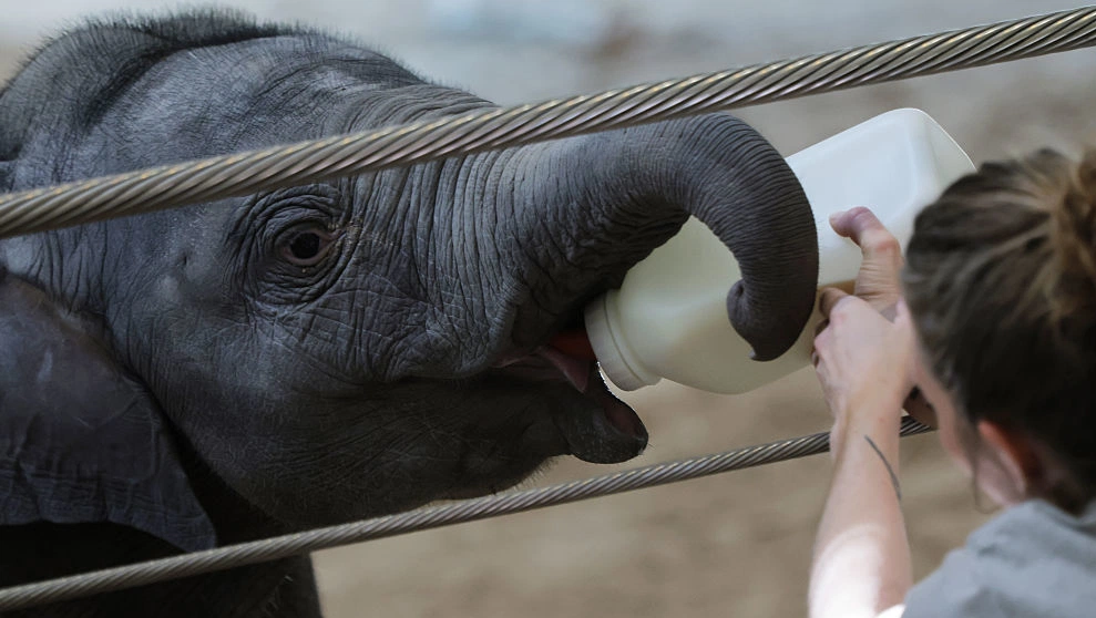 5 elephant sanctuaries and habitats in the US