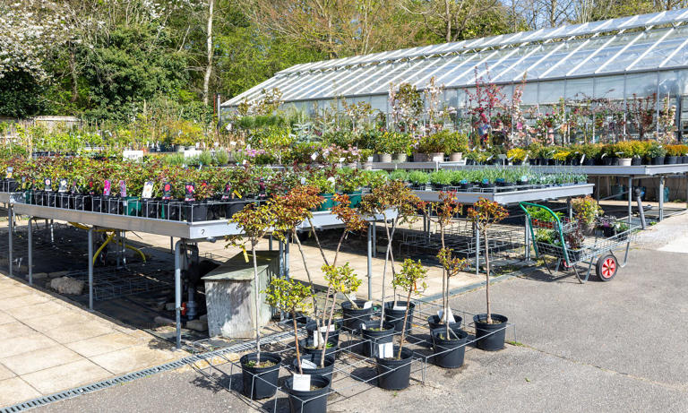 Middle-class mothers in nice cars behind garden centre thefts amid ...