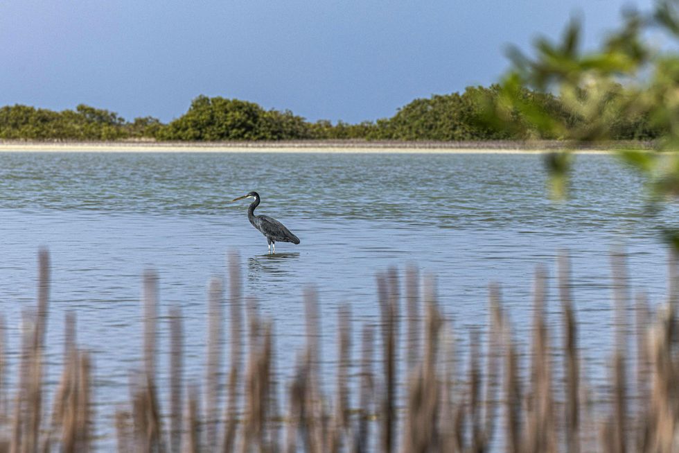 'Mega rare' bird spotted in Britain for first time to delight of ...
