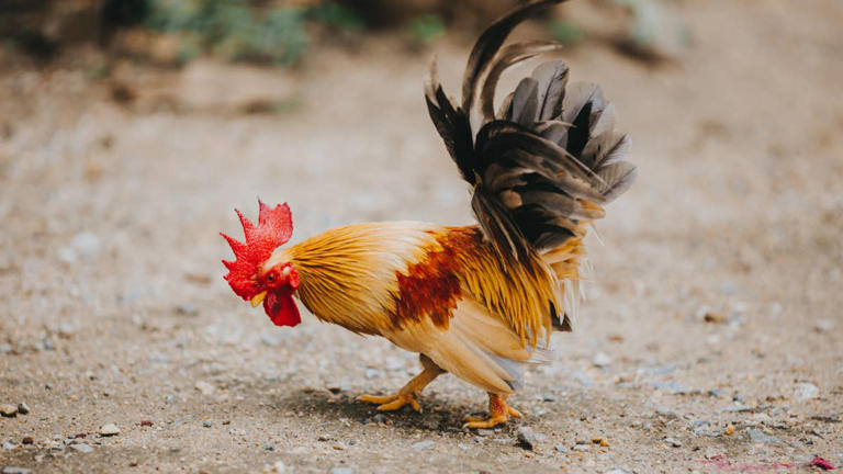 Baby rooster's adorable little crow is the cutest wake-up call you'll ...